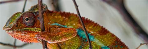 Chameleon The Color Api Fernando Medina Corey