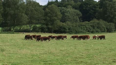 Hereford Cattle Grazing And Mating Herefords Have Few Problems With