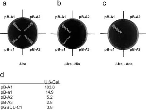 A D Transactivation Of Gal4 Inducible Yeast Reporter Genes His3 And Download Scientific