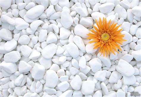 Декоративни камъни за градина бели черни и цветни камъни 25 кг чувал или биг бег опак