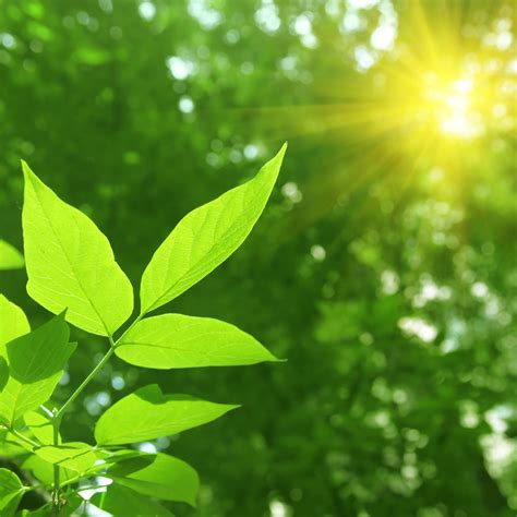 Your Trees Leaves