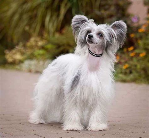 Китайская Хохлатая Пуховая Фото — Фотографии