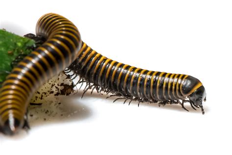 Bumble Bee Millipede Anadenobolus Monilicornis Known As T Flickr