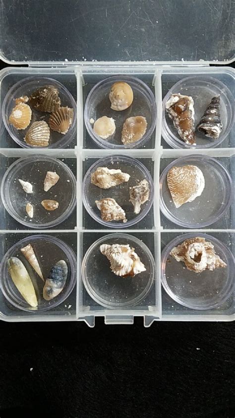 Agatized Fossil Shells Silicified Shells