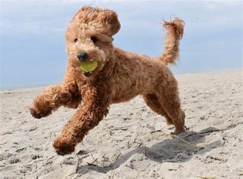Goldendoodle Golden Retriever And Poodle Mix Info Pictures And Traits
