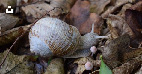 A Snail On A Log Photo Free Animal Image On Unsplash
