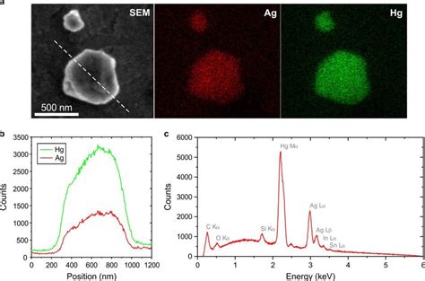 A Sem Image And Corresponding Ag And Hg Eds Maps Of Representative Download Scientific