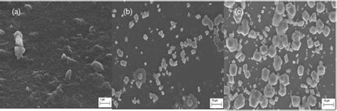 Electron Microscopy Image Of Chitosan Membrane A Chitosan Silica Download Scientific Diagram