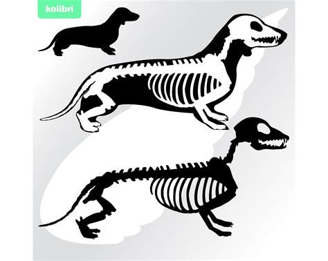 Dachshund Svg Dachshund Skeleton Svg Dachshund Clipart Bone Svg