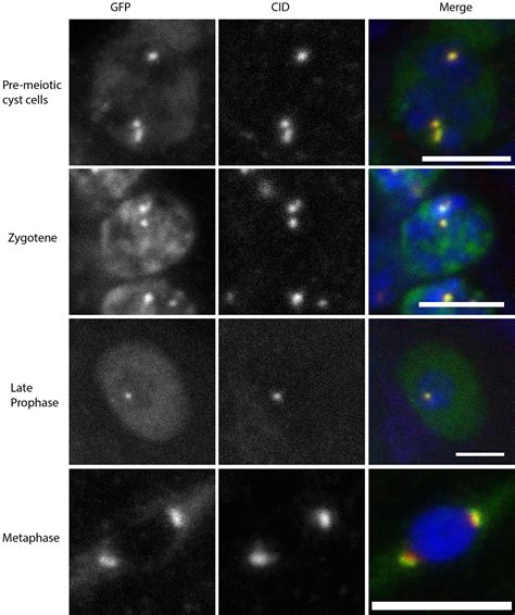 Meiotic Cenp C Is A Shepherd Bridging The Space Between The Centromere