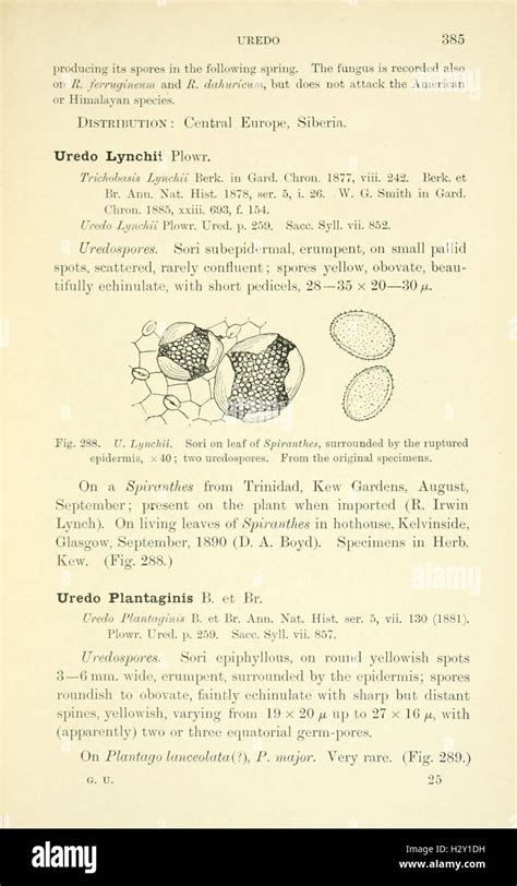 The British Rust Fungi Is A Detailed Work On Uredinales A Class Of Plant Fungi Page 385