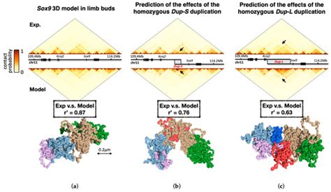 Ijms Special Issue Chromatin Architecture A Flexible Foundation
