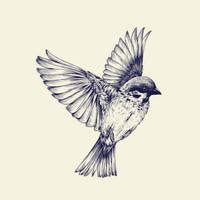Bird Drawing By Conbatiente On Deviantart