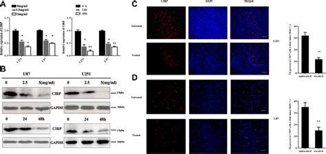 CIRP Was Downregulated After BEV Treatment In Vitro And In Vivo Notes Download Scientific