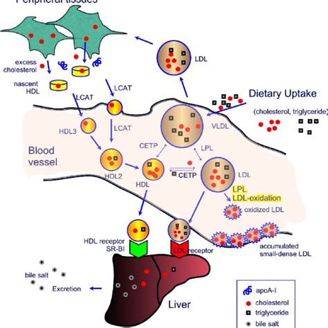 Various Beneficial Functions Of HDL In Normal Circulation Healthy HDL Download Scientific