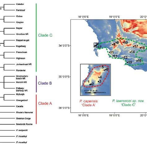 Bayesian Inference Topology For The Combined Dna Analyses Coi 18s Download Scientific