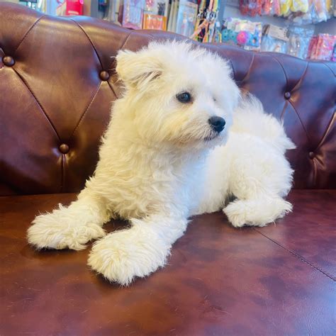 비숑프리제 초록이 코카스파니엘분양가격 폼스키분양가격 폼치분양가격 폼피츠분양가격 푸숑분양가격 고양이분양가격 랙돌분양가격 러시안블루분양가격 먼치킨분양가격 브리티쉬숏헤어분양가격