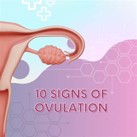 10 Signs Of Ovulation Noodle Soup