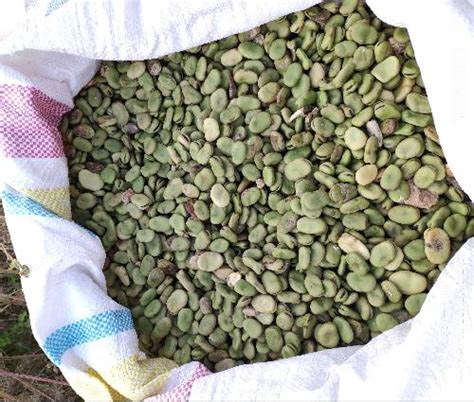 蚕豆机械化收获技术取得突破