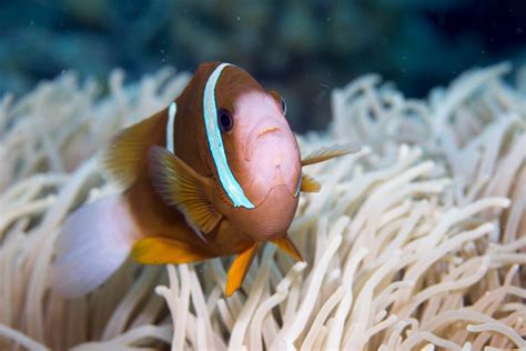 Emily S Darling Phd Coral Reef Scientist Coral Reef Conservation