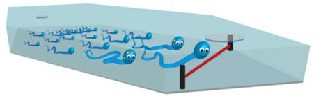 Microfluidics For Sperm Sorting A Review Microfluidic Reviews Elveflow