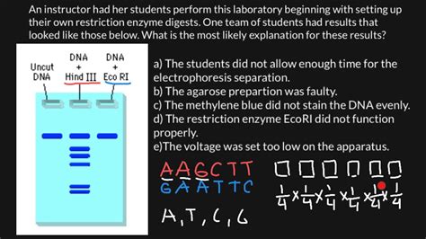 What Are Base Pairs In Gel Electrophoresis At Darren Mai Blog