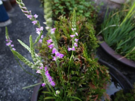庭の野草の花ネジバナ ひでさんの日記