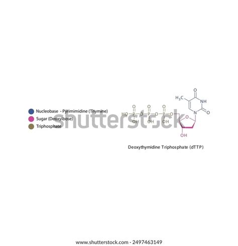 Deoxythymidine Triphosphate Dttp Skeletal Structure Schematic Stock Vector Royalty Free