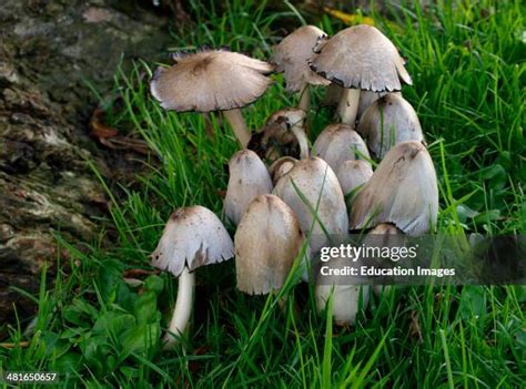 Shaggy Mane Mushrooms Photos And Premium High Res Pictures Getty Images