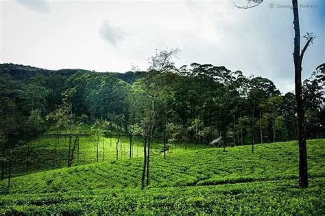 ලංකාවේ මුල්ම තේ වත්ත සොයා Travel For Education