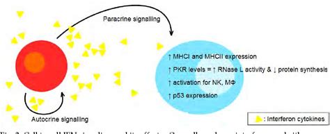 Figure 1 From Interferon And Apoptosis In Systemic Lupus Erythematosus Semantic Scholar