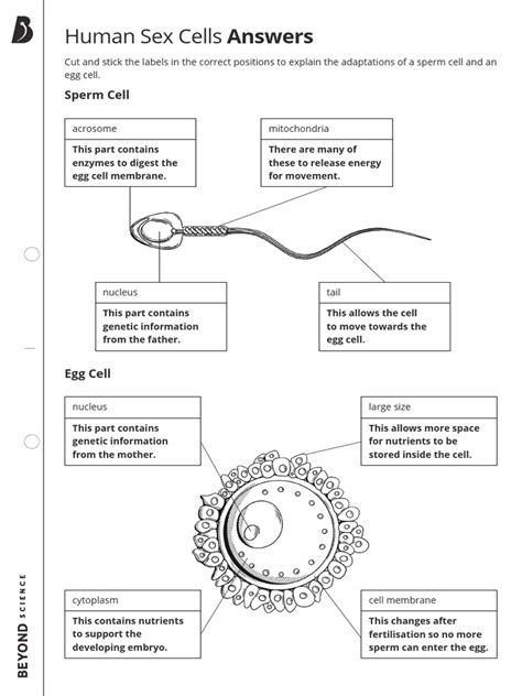Human Sex Cells Worksheet Support Answers Pdf Self Improvement Wellness