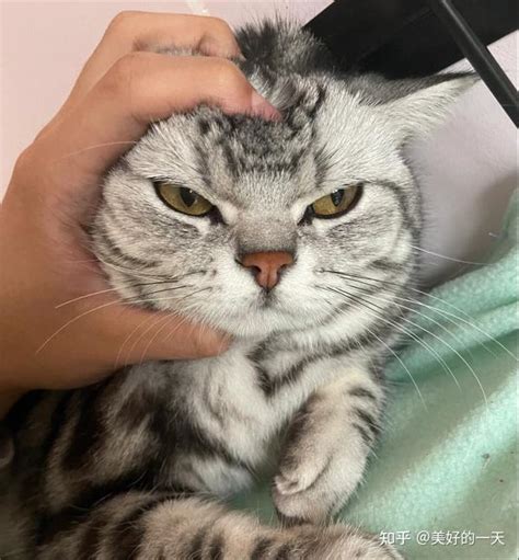 你模仿猫咪的叫声在它眼里它是这样认为的 知乎