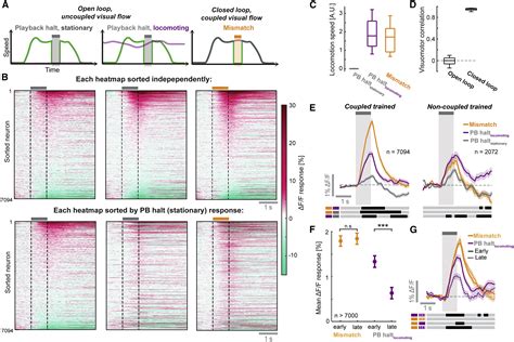 Locomotion Induced Gain Of Visual Responses Cannot Explain Visuomotor Mismatch Responses In