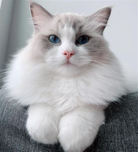 White Ragdoll Cat