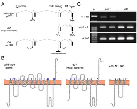 Gene Structure Of The B 4 Candidate Gene Kwmtbomo12119 A Exon