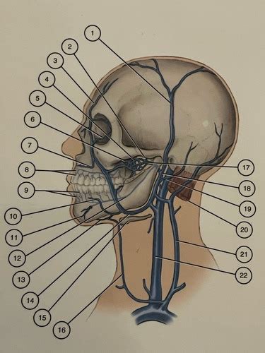 Venous Return Flashcards Quizlet