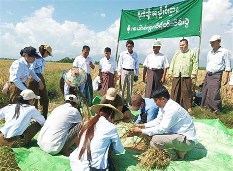 မိုးညှင်းမြို့နယ်၌ မိုးစပါးစံကွက်ရိတ်သိမ်း တစ်ဧကလျှင် အစိုထွက်တင်း ၁၃၀က