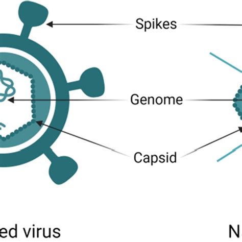 Example Of Virus Types And Their Structure Created With