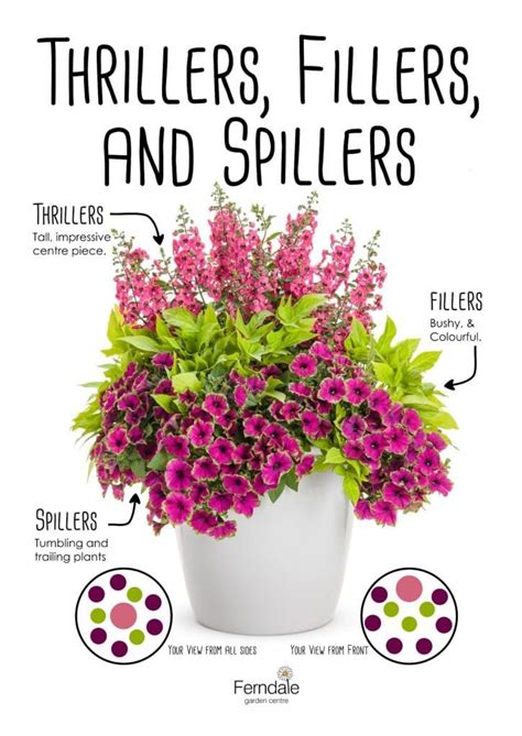 How To Choose Plants For Patio Pots And Hanging Baskets New Ferndale