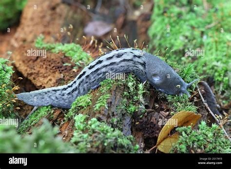 Limax Cinereoniger Commonly Known As Ash Black Slug Largest Land Slug