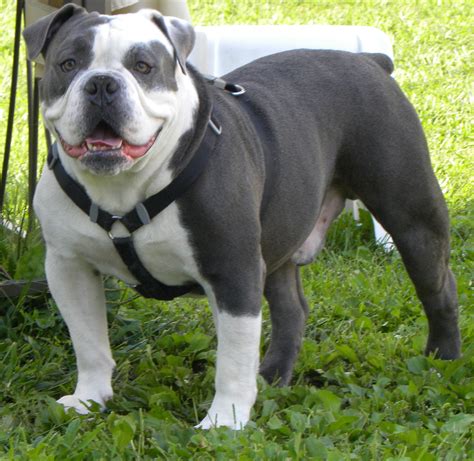 American Bulldog Olde English Bulldogge Mix