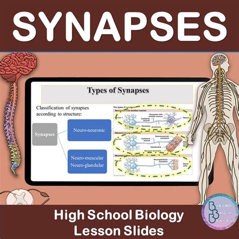 Synapses Powerpoint Lesson Slides High School Biology Neurotransmitters Made By Teachers