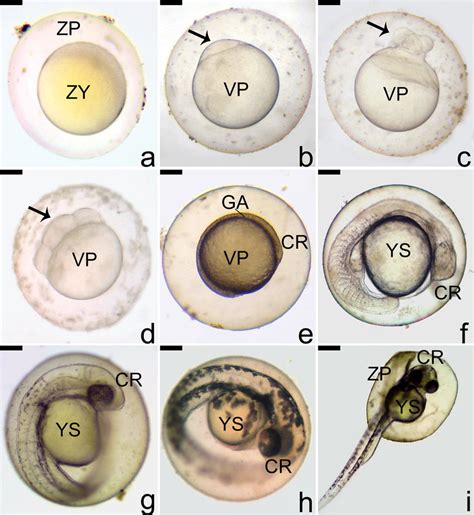 Cleavage And Early Embryonic Development Of D Rerio A Newly