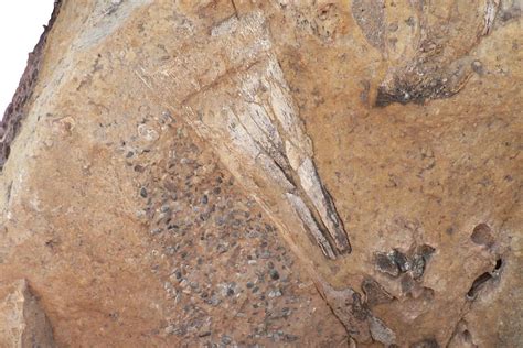 Bones From Ancestor Of Giant Duck Discovered In Australia Abc News