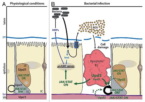 Roles Of Jak Stat Signaling In Gut Homeostasis A Under Physiological Download Scientific