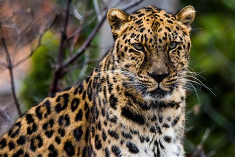 200 Leopard Wallpapers