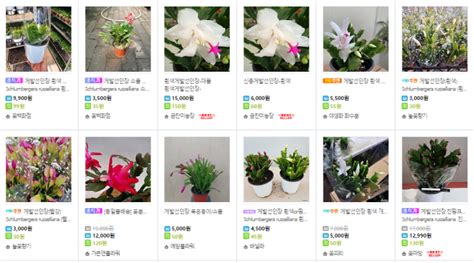 게발선인장 키우기 물주기 가지치기 보기 좋게 요약 네이버 블로그