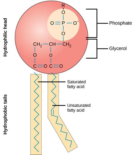 Typical Structure Of A Phospholipd From [] Download Scientific Diagram