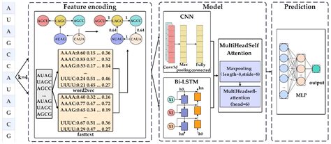 Cspredr A Multi Site Mrna Subcellular Localization Prediction Method Based On Fusion Encoding
